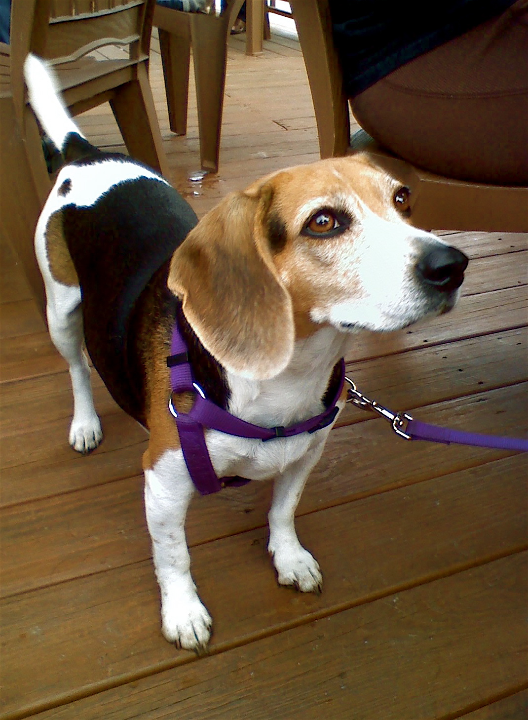 Willow at Yappy hour. – Bone Appetit Eco-Friendly Dog Store